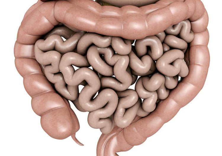 Nieszczelne jelito - test diagnostyczny | Oczymlekarze.pl